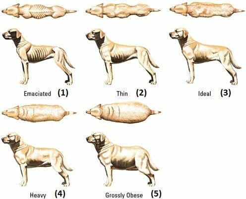¿Cómo saber si mi perro está obeso? Y otras preguntas frecuentes