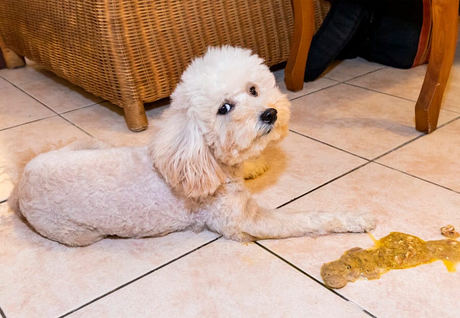 Mi perro no quiere comer y vomita